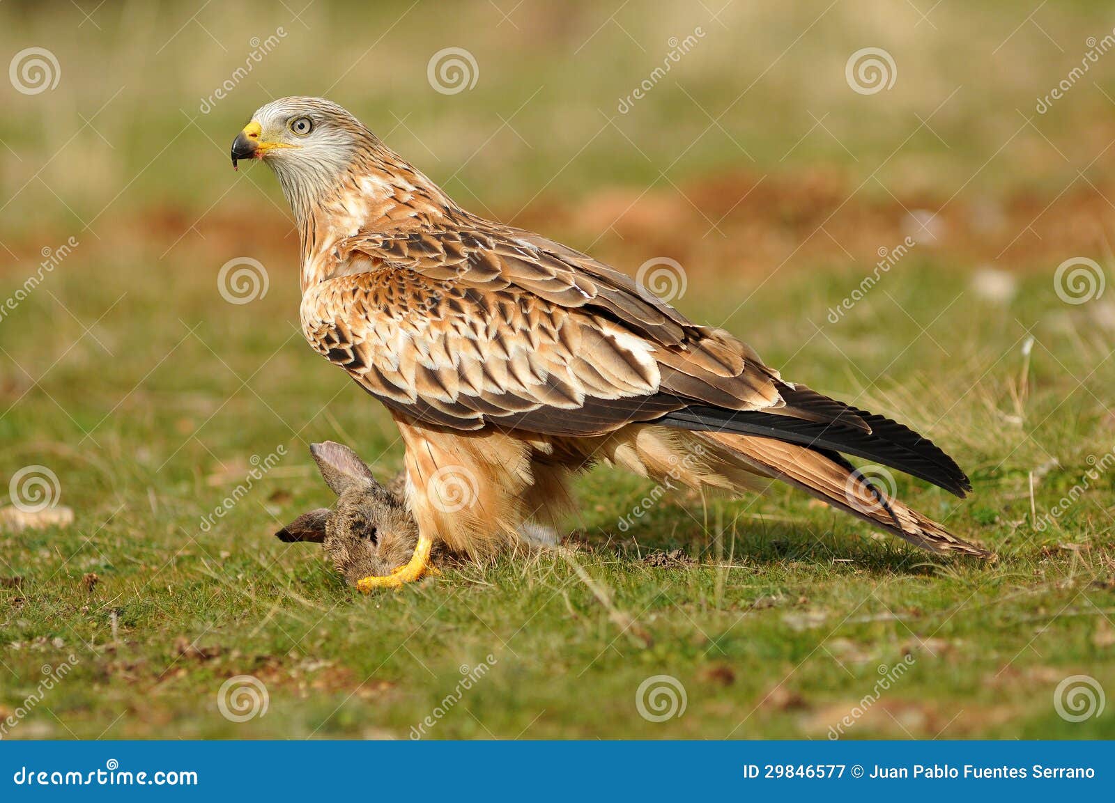 Kite eating a rabbit field stock image. Image of wildlife - 29846577