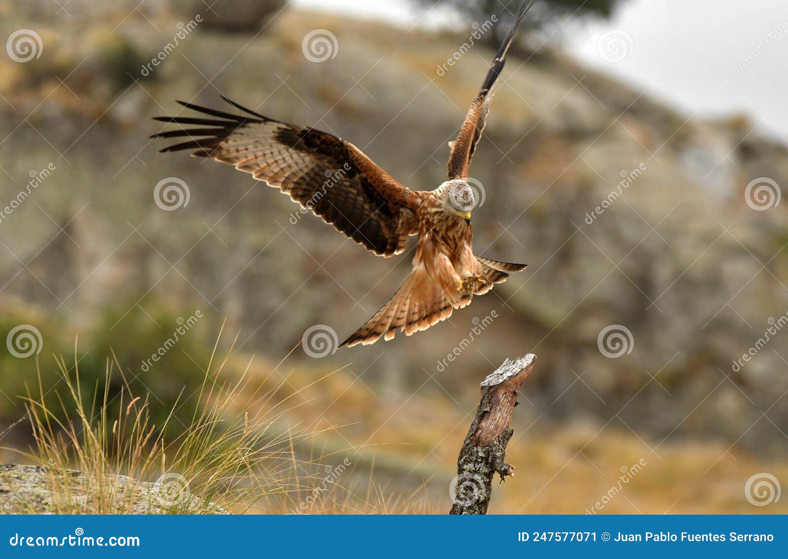 Kite in the Field in Spring Stock Image - Image of branch, lagoon ...