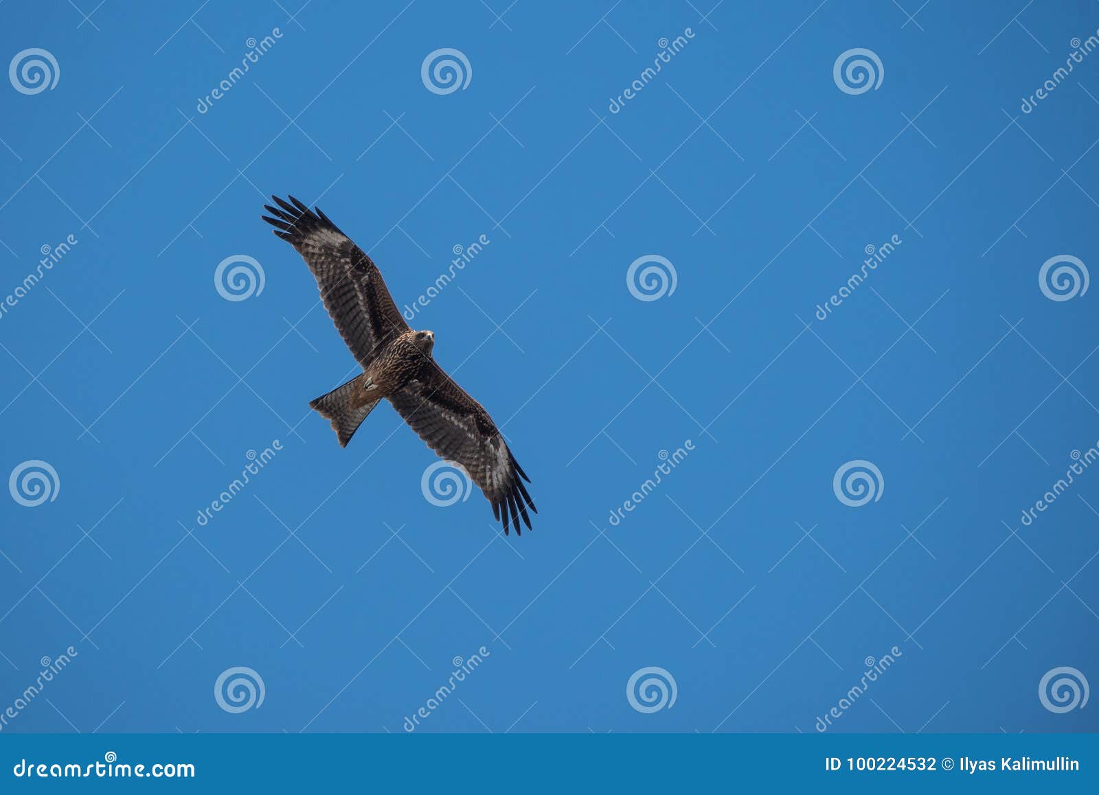Kite flying stock photo. Image of wildlife, flying, soar - 100224532