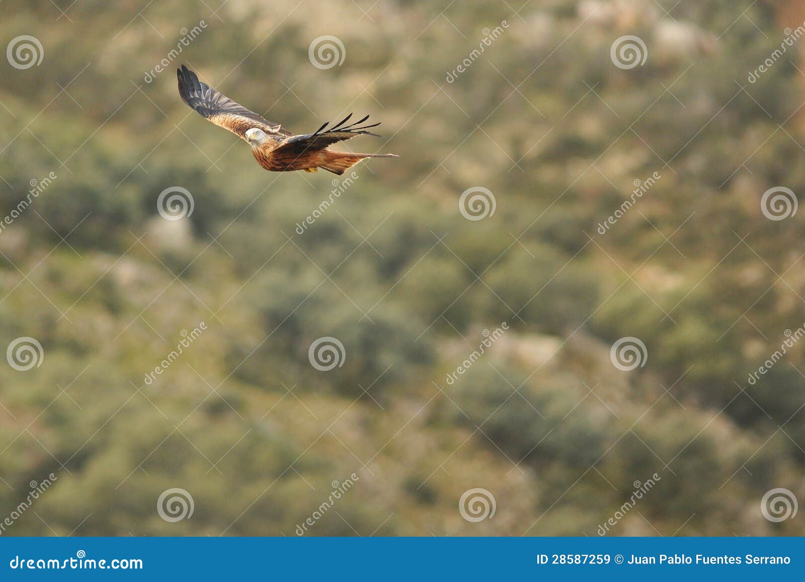 Kite Flying Over the Forest Stock Image - Image of kites, nature: 28587259