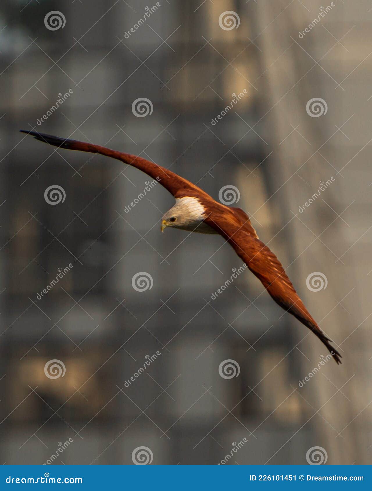 Kite Flying Past Building stock image. Image of bird - 226101451