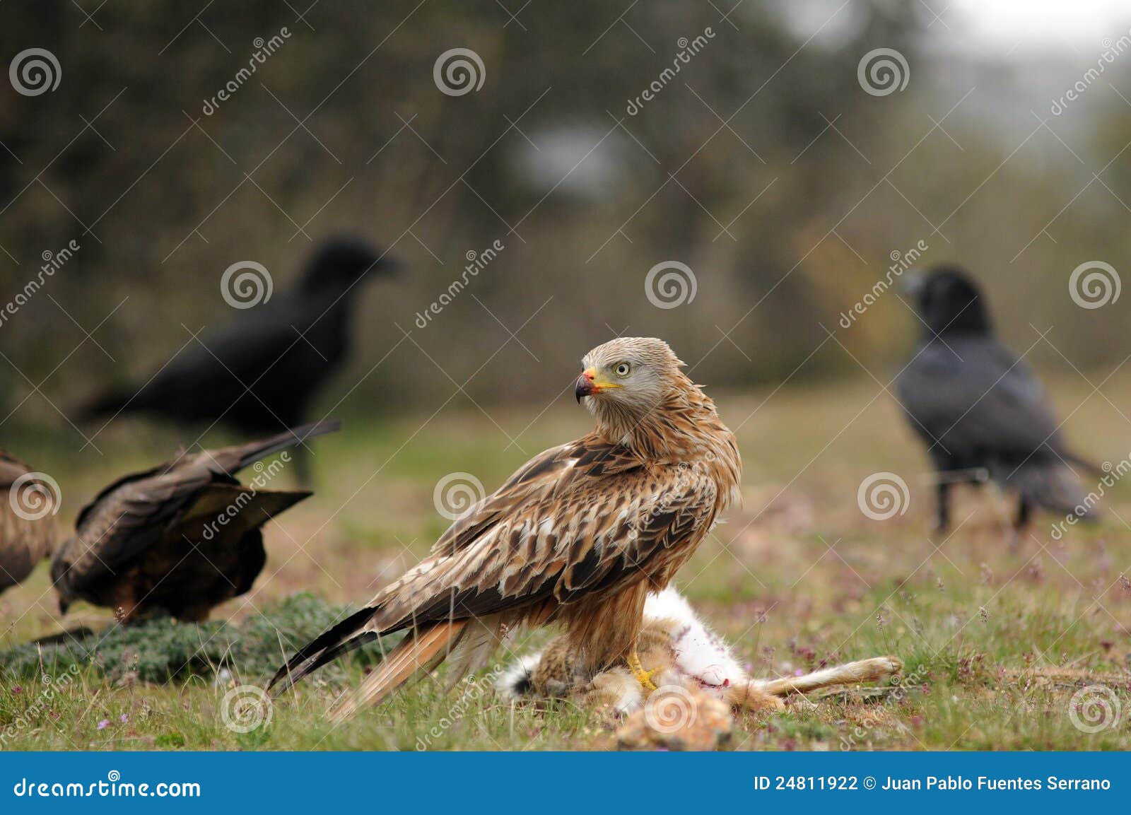 Kite among a Group of Crows Stock Photo - Image of kites, beak: 24811922