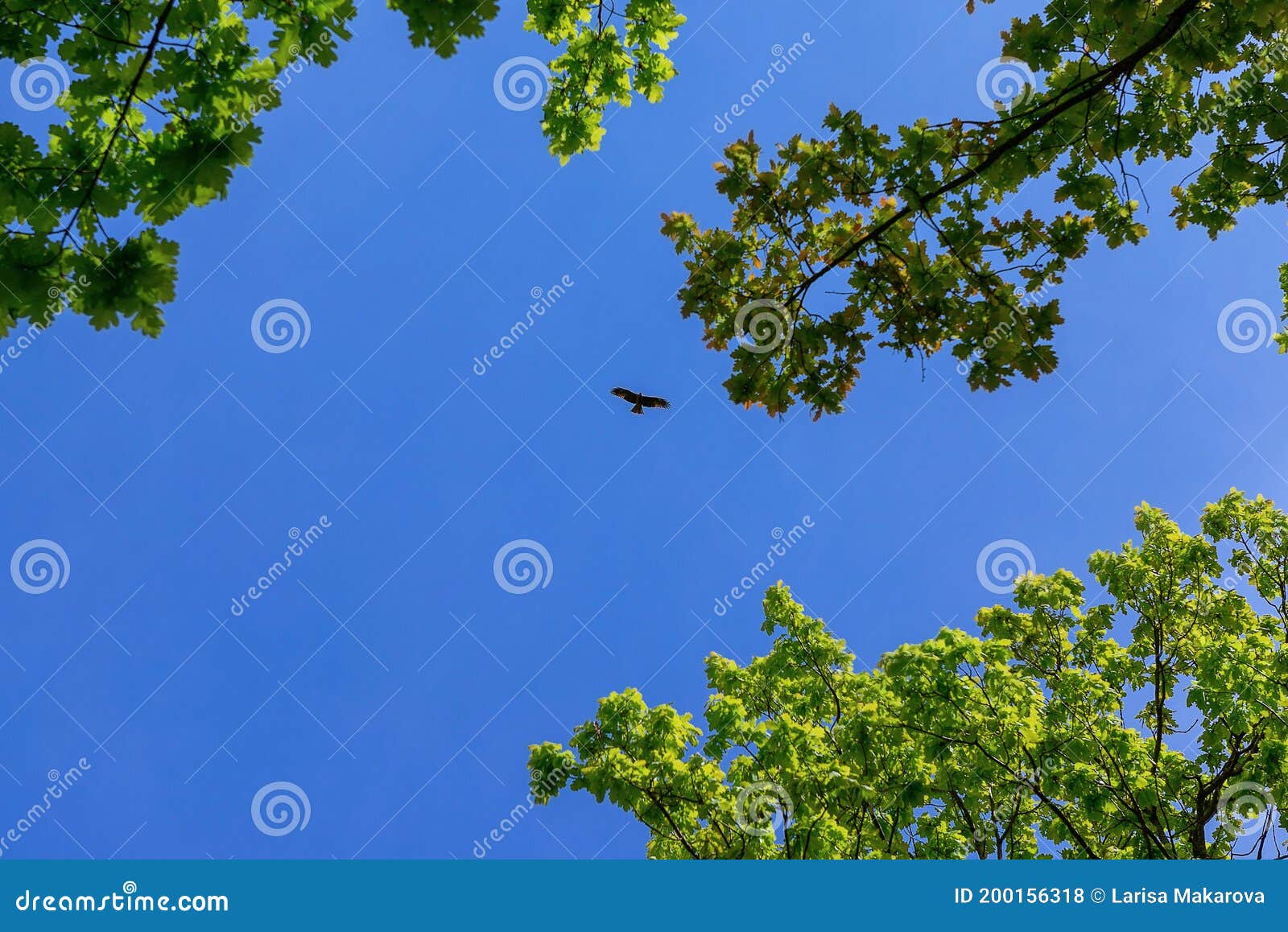 Kite Hovering Over the Forest in the Blue Sky Stock Photo - Image of ...