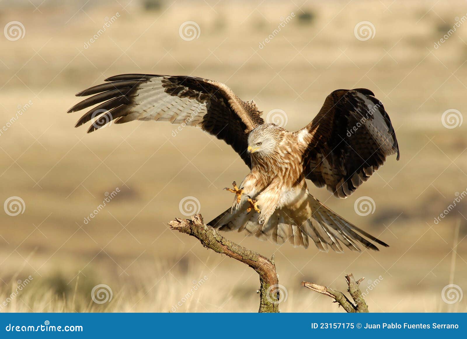 Kite landing stock image. Image of rapacious, beak, animals - 23157175