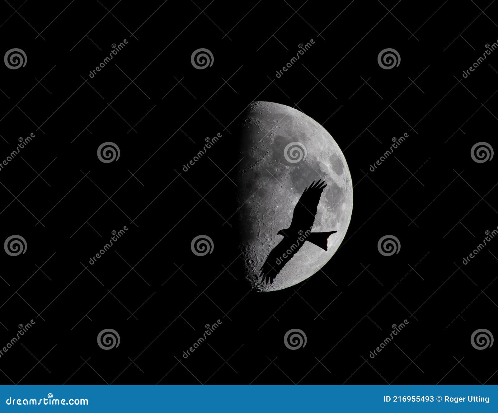 Kite and moon stock image. Image of creature, moon, aves - 216955493