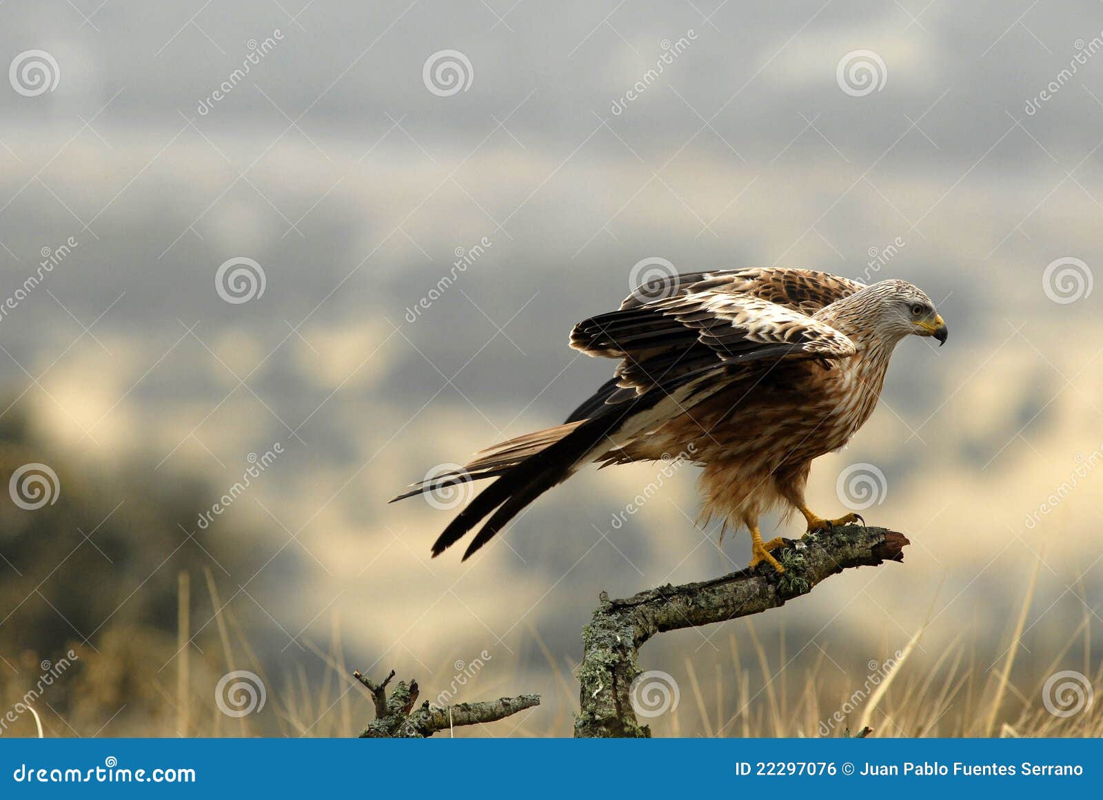 Kite in a natural host stock photo. Image of feathers - 22297076