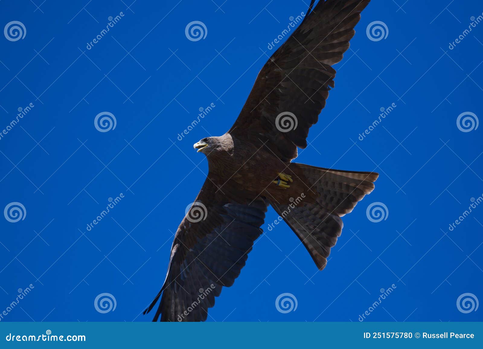 Kite Raptor Bird Flying on a Blue Sky Stock Photo - Image of hunter ...