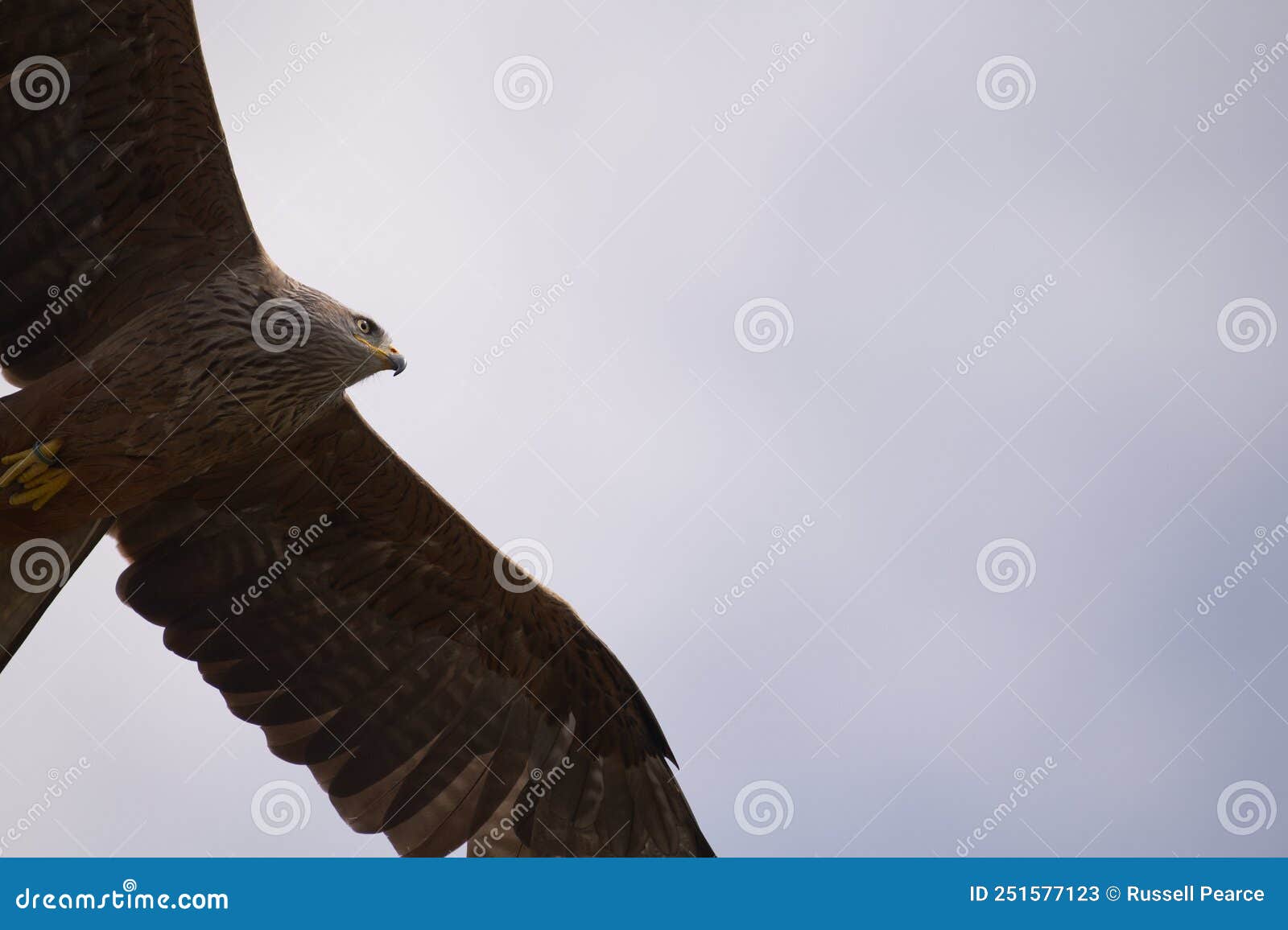 Kite Raptor Bird Flying Overcast Sky Stock Image - Image of carnivore ...