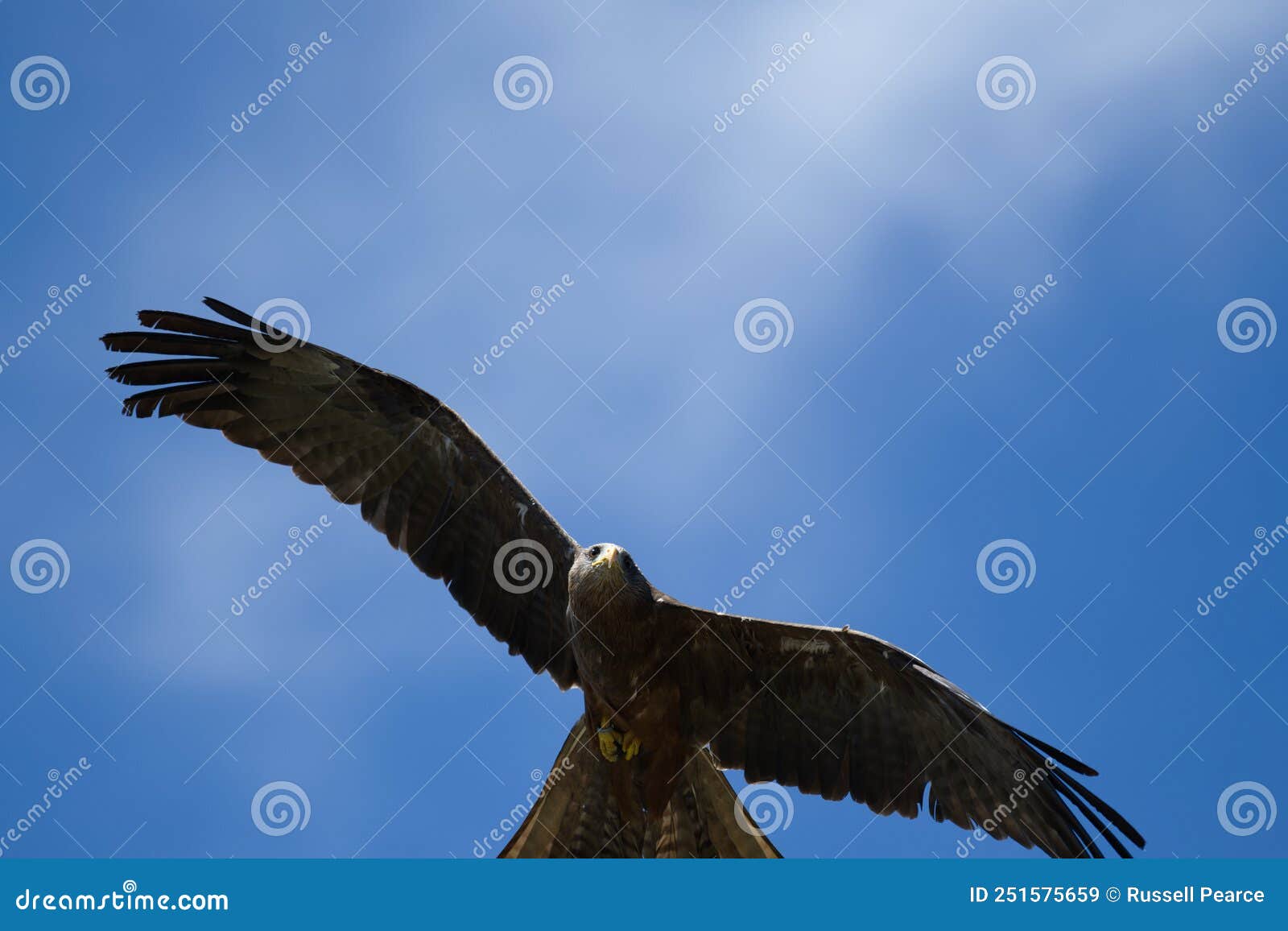 Kite raptor bird flying stock image. Image of carnivore - 251575659