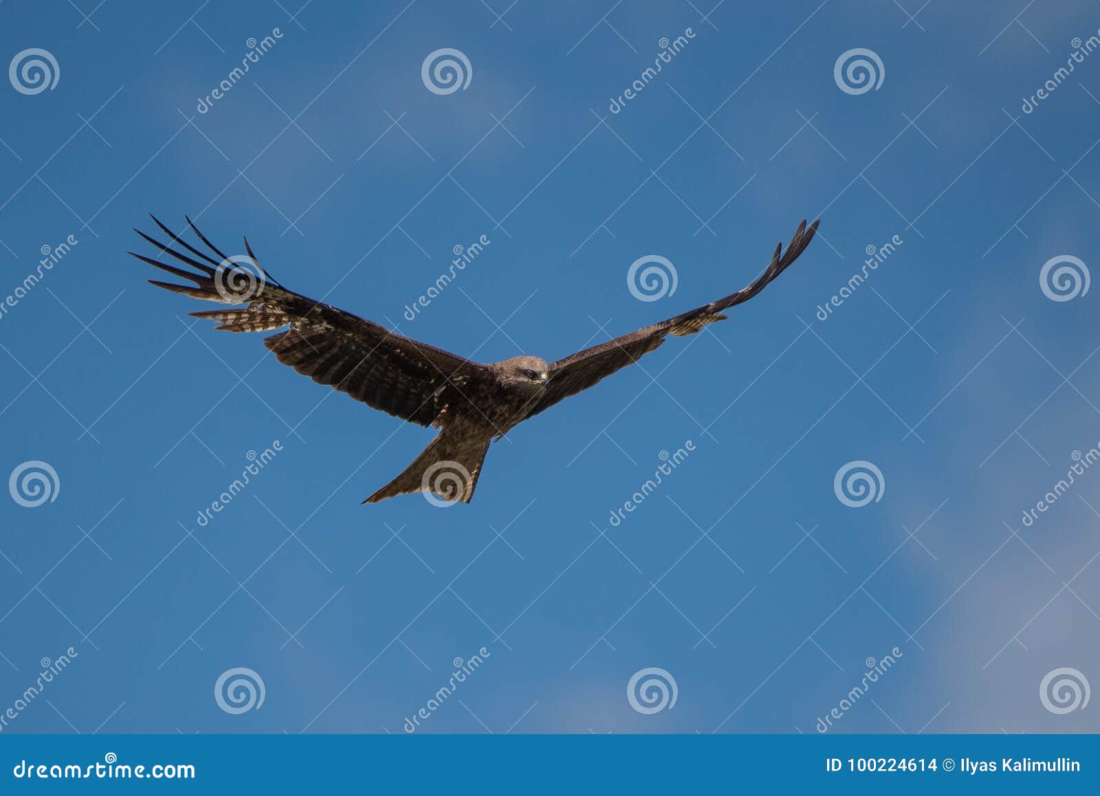 Kite soaring stock photo. Image of alone, freedom, bird - 100224614
