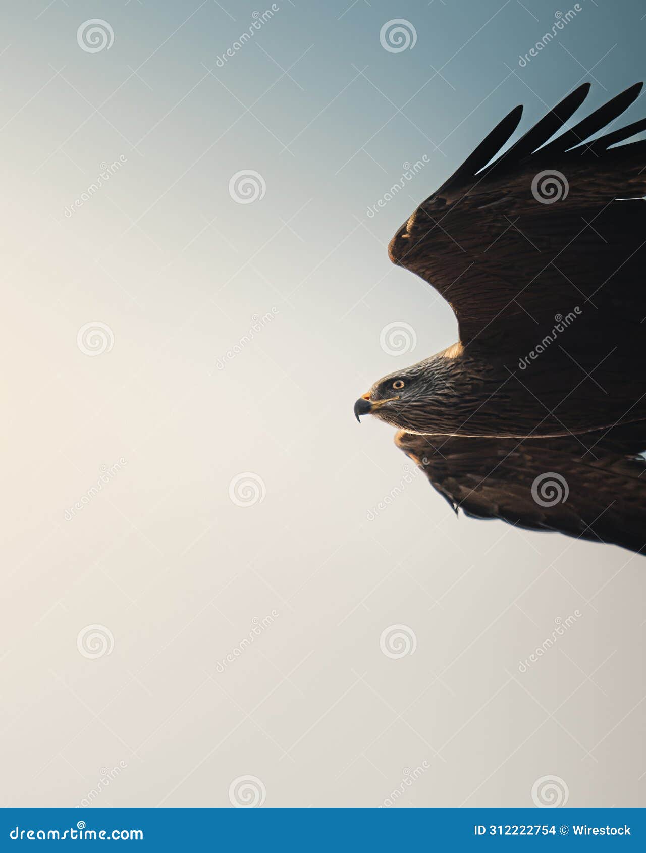Kite Soaring with Wings Spread Wide in Flight Stock Photo - Image of ...
