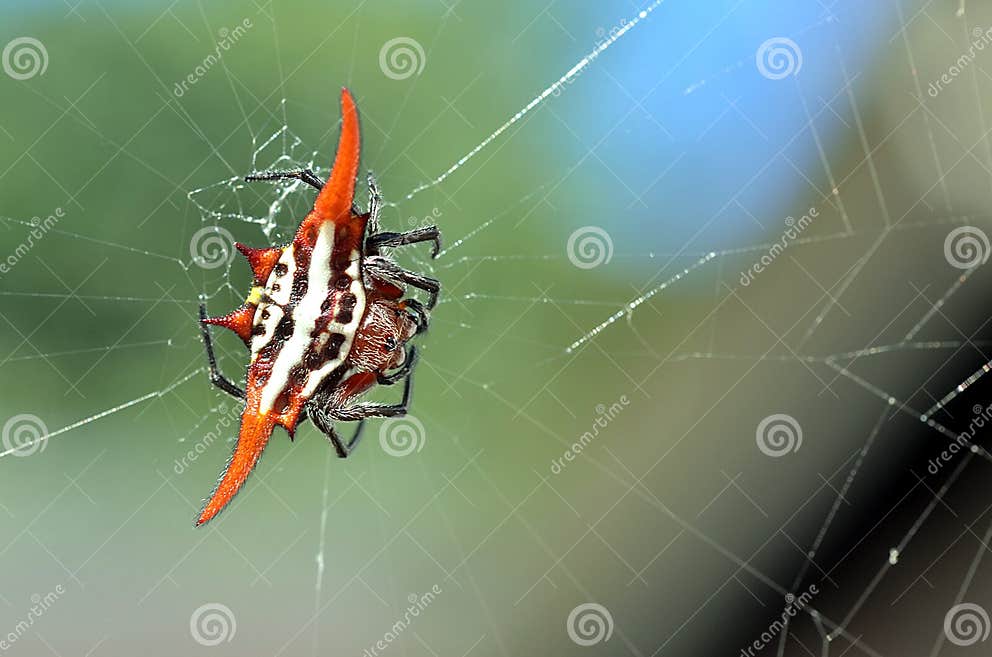 A kite spider stock photo. Image of sitting, kite, spider - 90631402