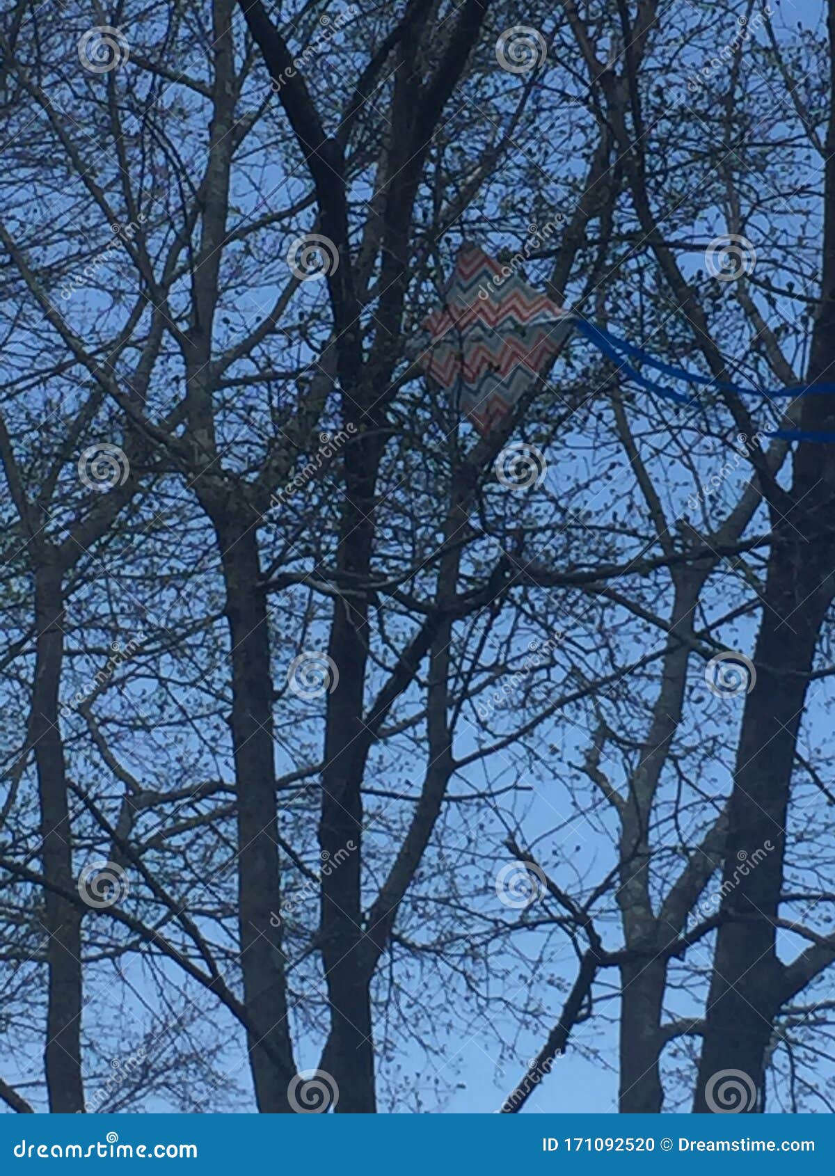 Kite stuck in tree stock photo. Image of cold, stuck - 171092520
