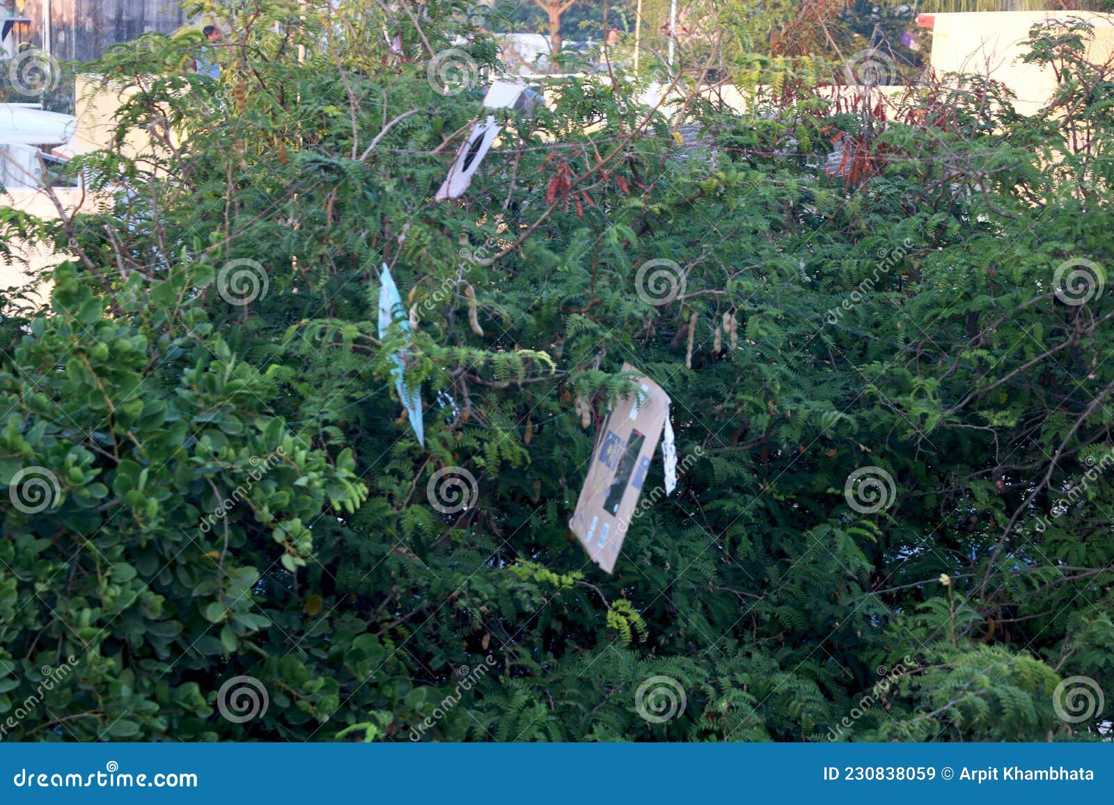 Kite on Stuck on Tree during Kite Flying Day Stock Image - Image of ...