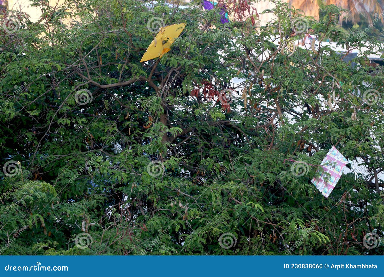 Kite on Stuck on Tree during Kite Flying Day Stock Photo - Image of ...