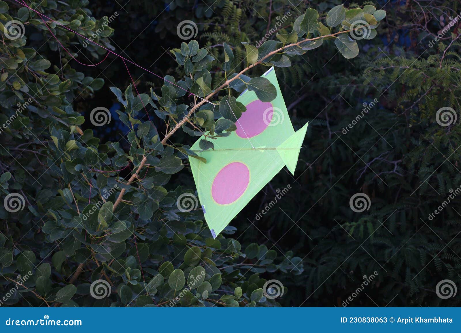 Kite on Stuck on Tree during Kite Flying Day Stock Image - Image of ...