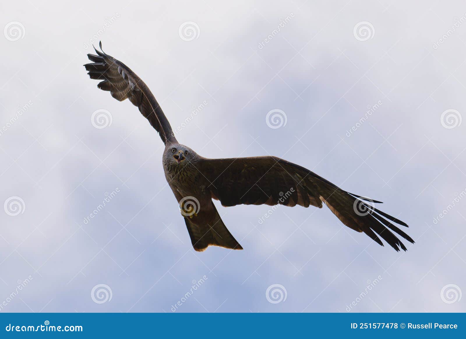 Kites Raptor Bird Flying Up on a Sunny Sky Stock Photo - Image of ...