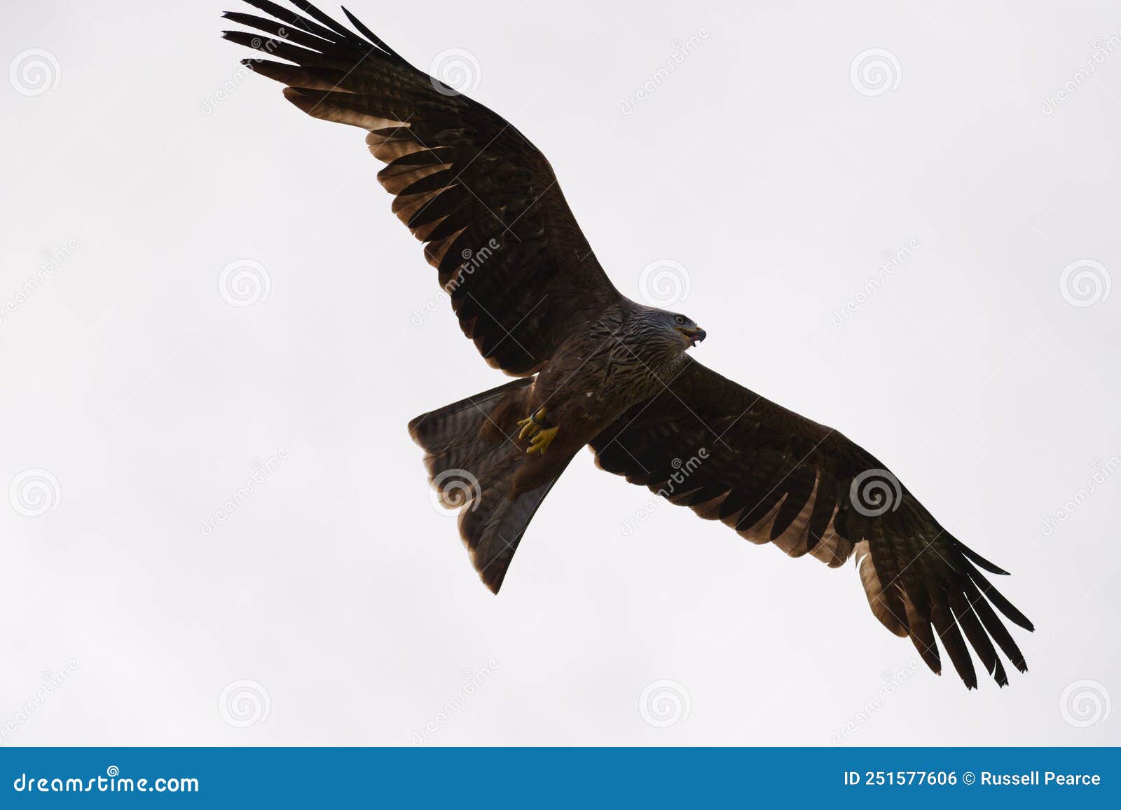Kites Raptor Bird Flying Up on a Sunny Sky Stock Photo - Image of prey ...