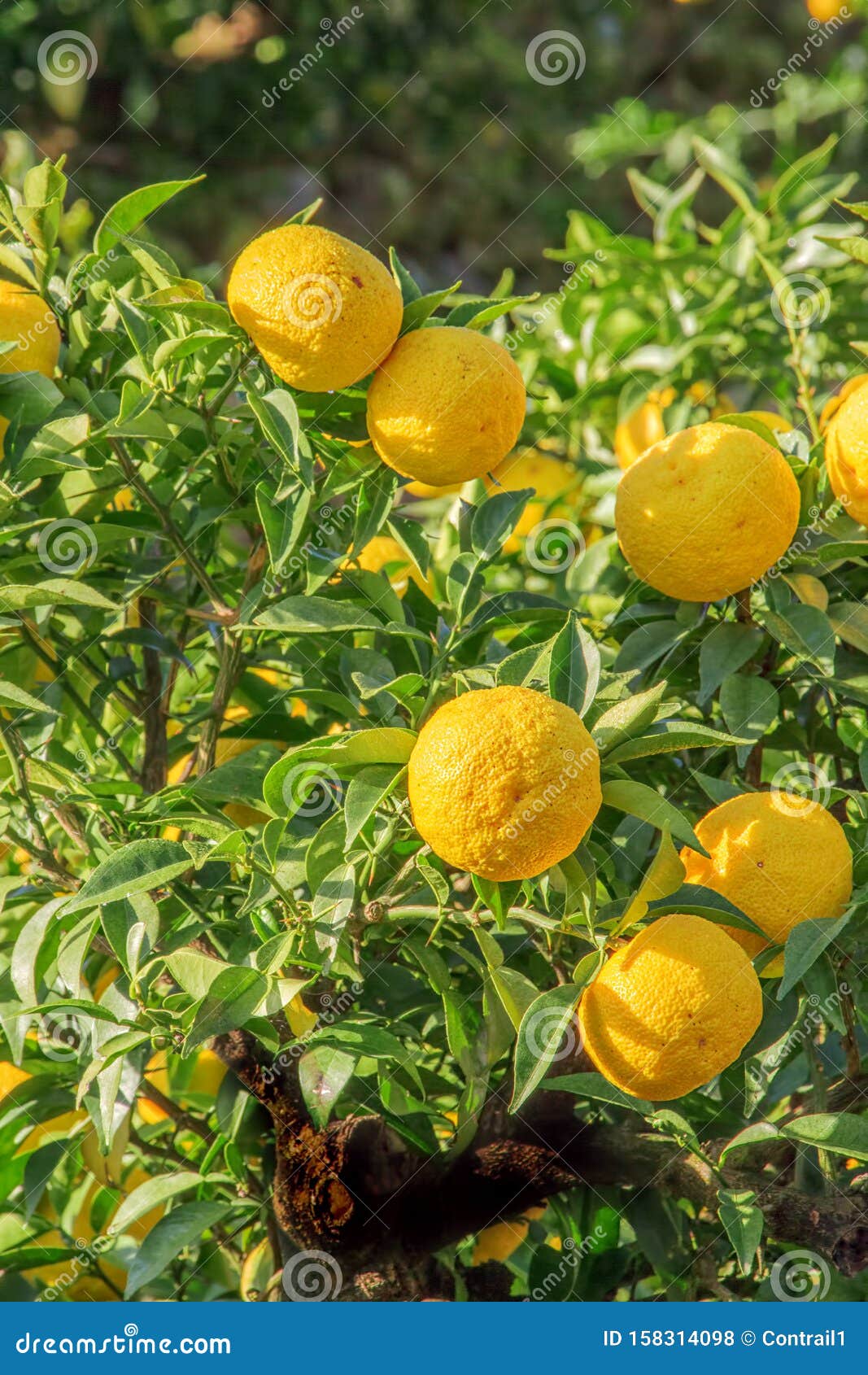 Kito Yuzu On The Tree Stock Image | CartoonDealer.com #158314309