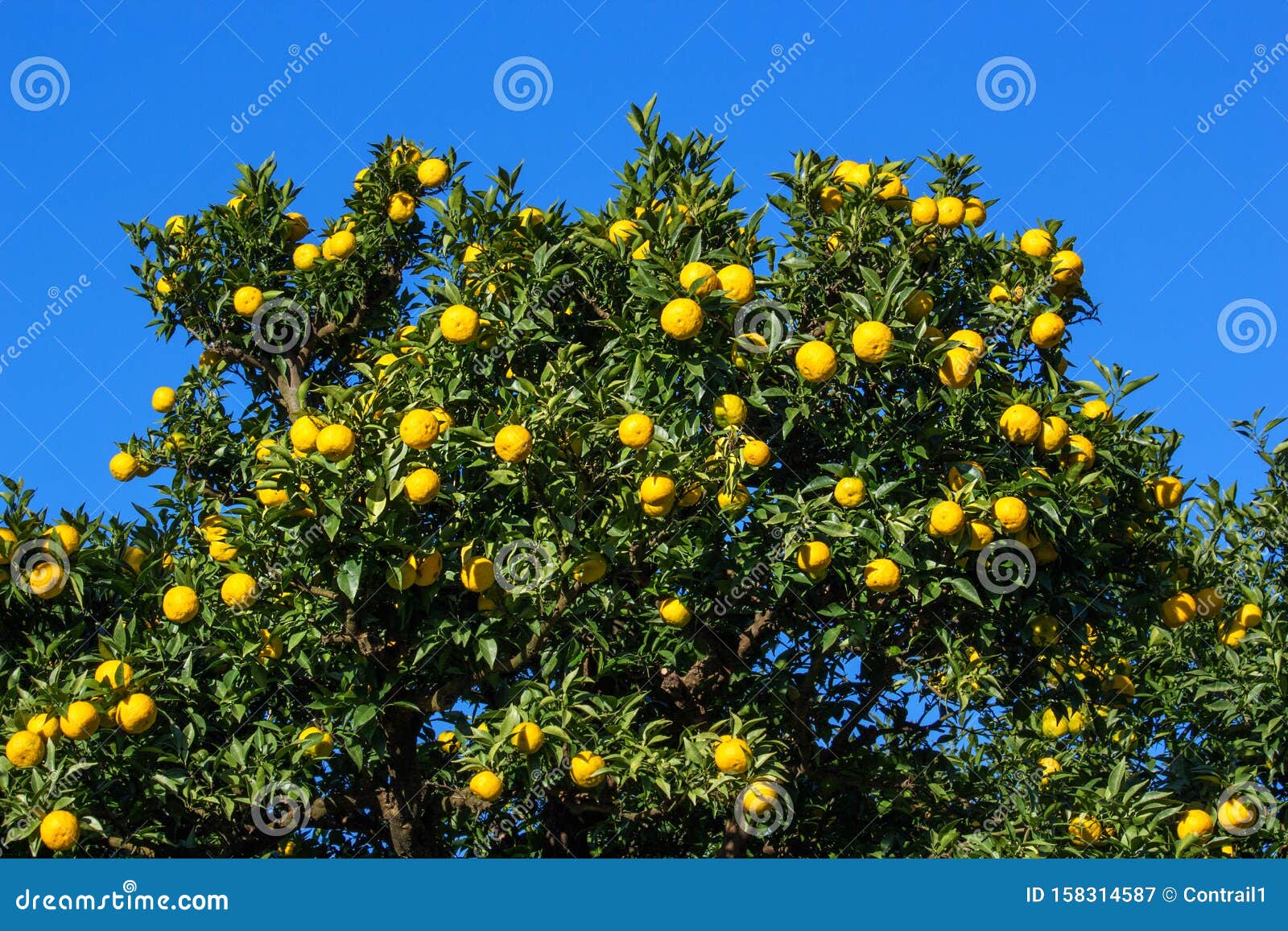 Kito Yuzu on the tree stock image. Image of yuzu, fresh - 158314587