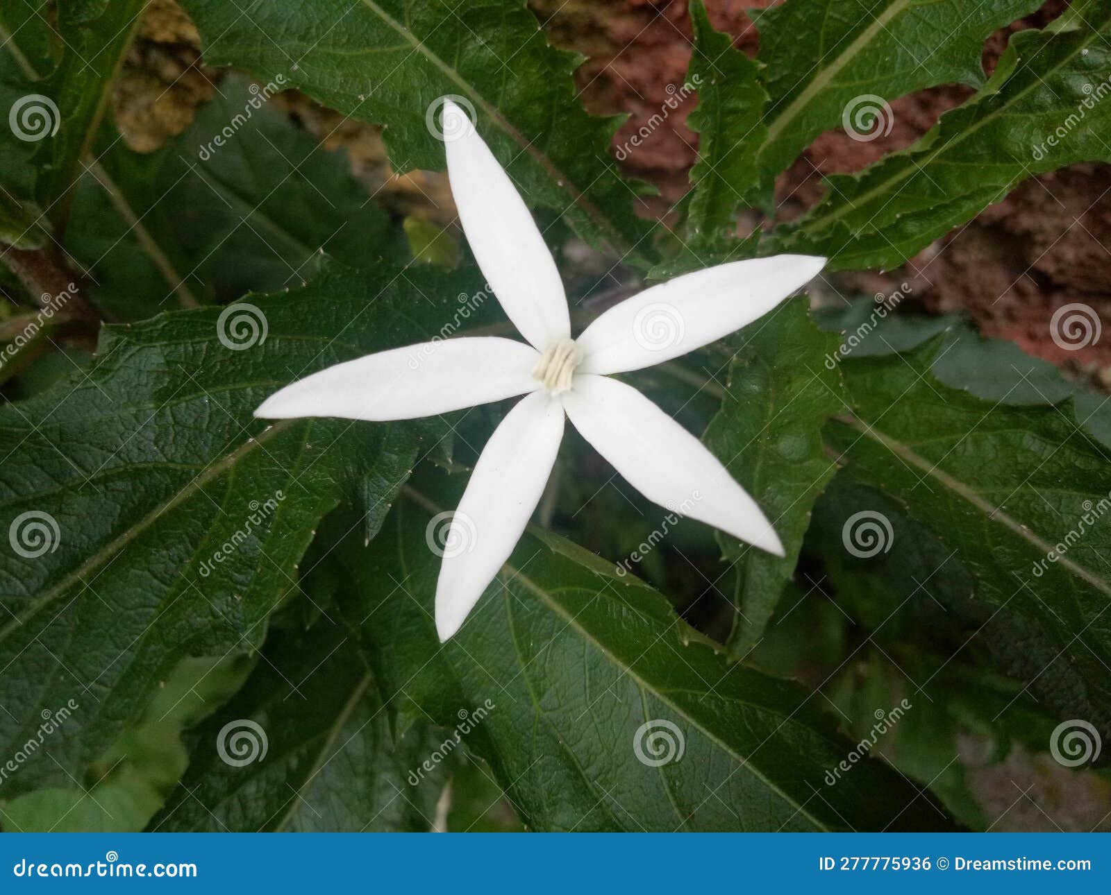 Kitolod Flowers are Beautiful and Useful for Curing Eye Diseases Stock ...