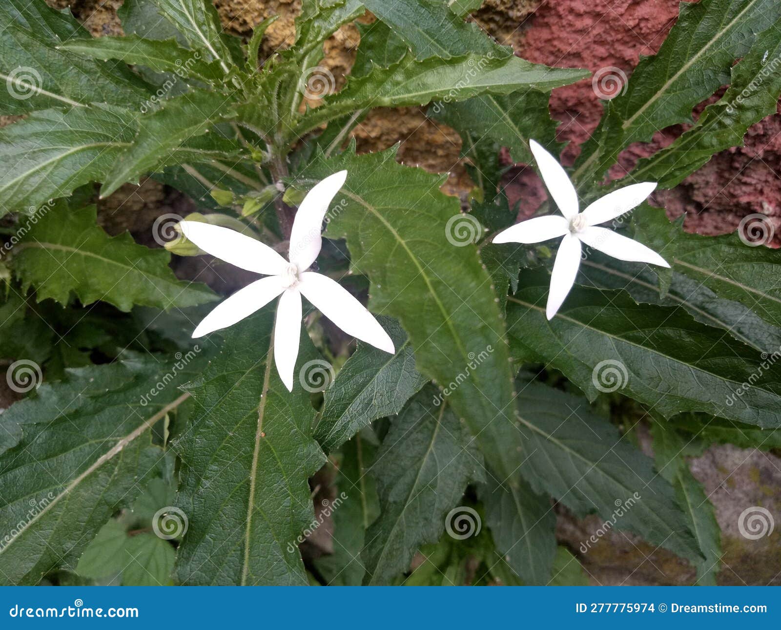 Kitolod Flowers are Beautiful and Useful for Curing Eye Diseases Stock ...