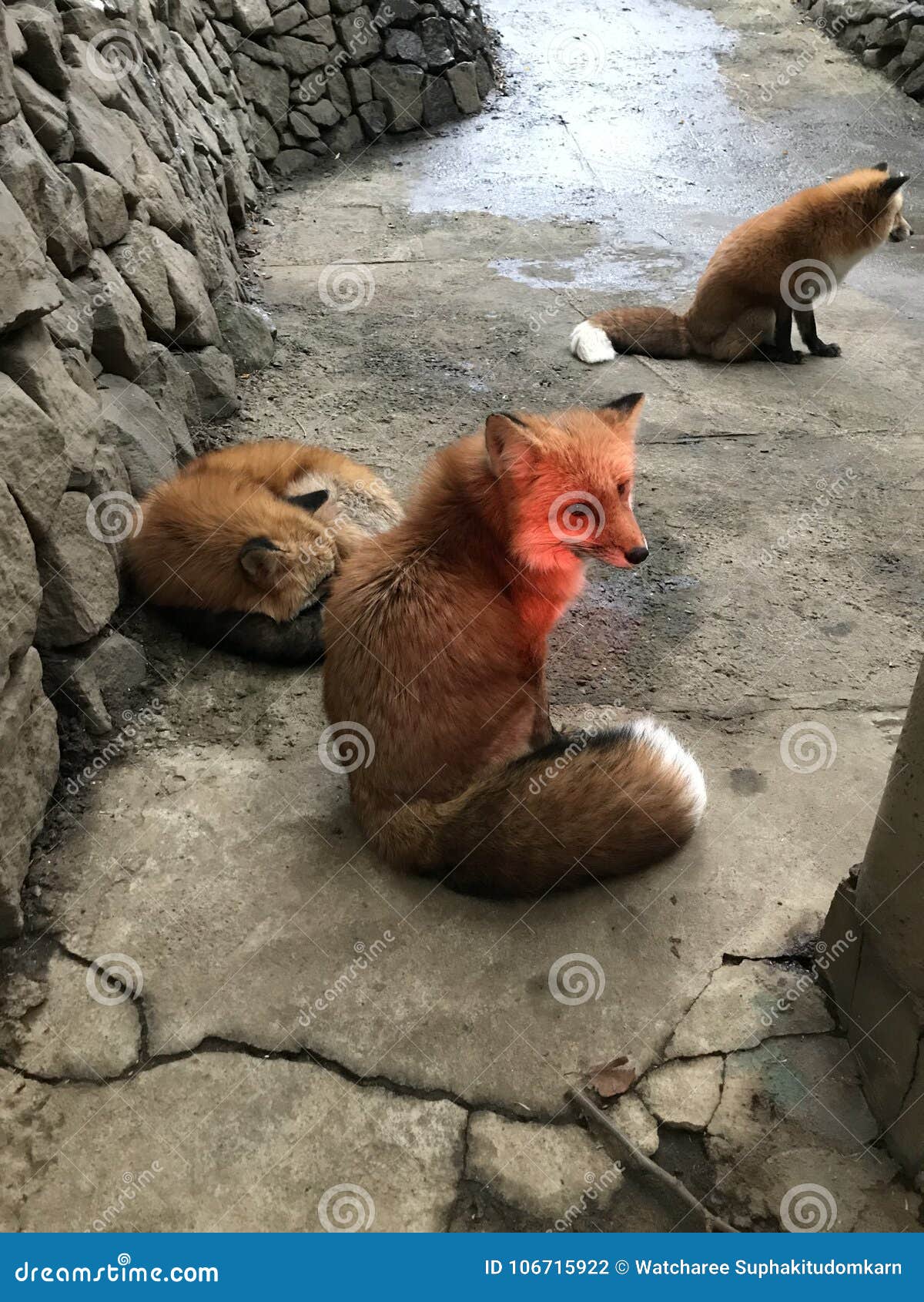 Japanese red fox. stock photo. Image of kitsune, attractive - 106715922
