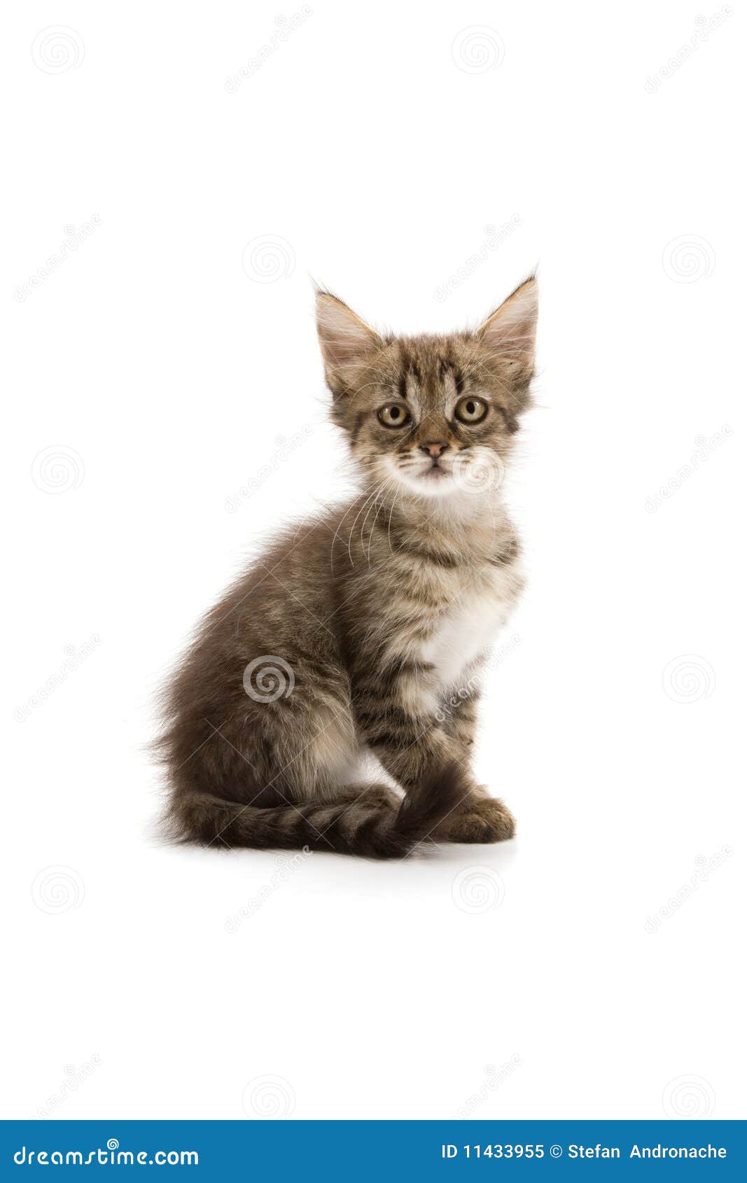 Kitten stock image. Image of adorable, isolated, mammal - 11433955