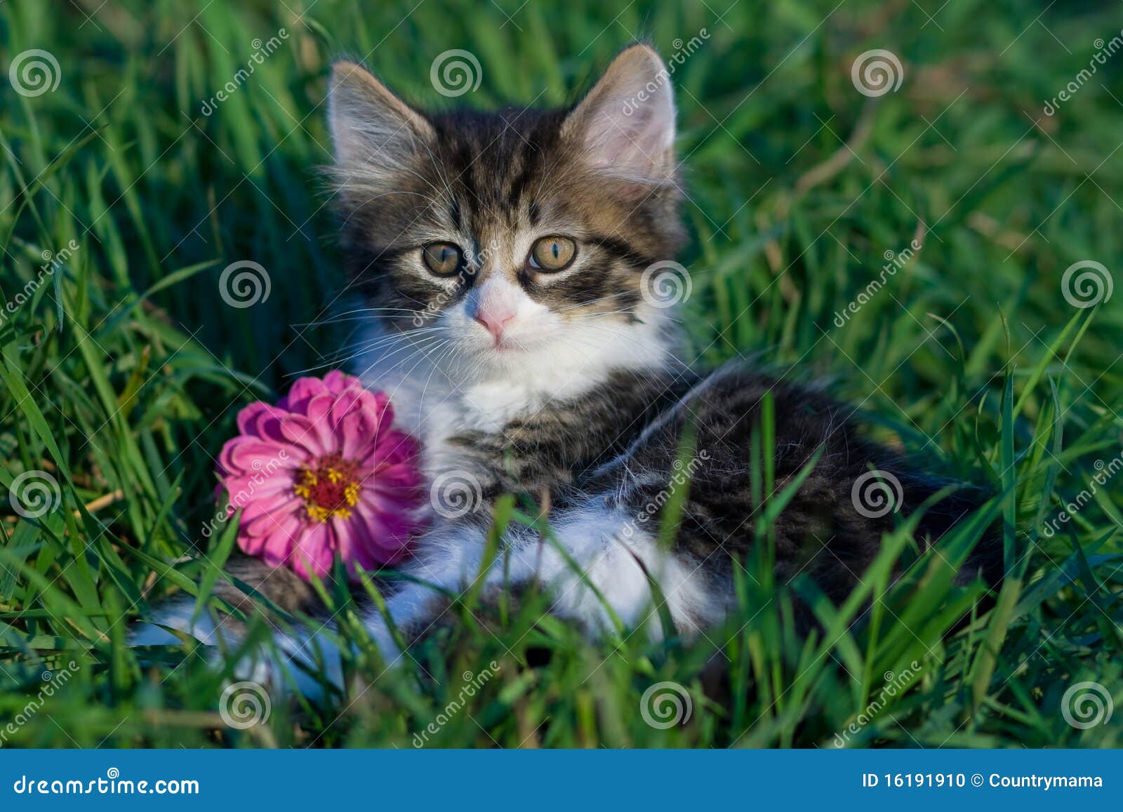 Kitten stock photo. Image of kitten, youngster, laying - 16191910