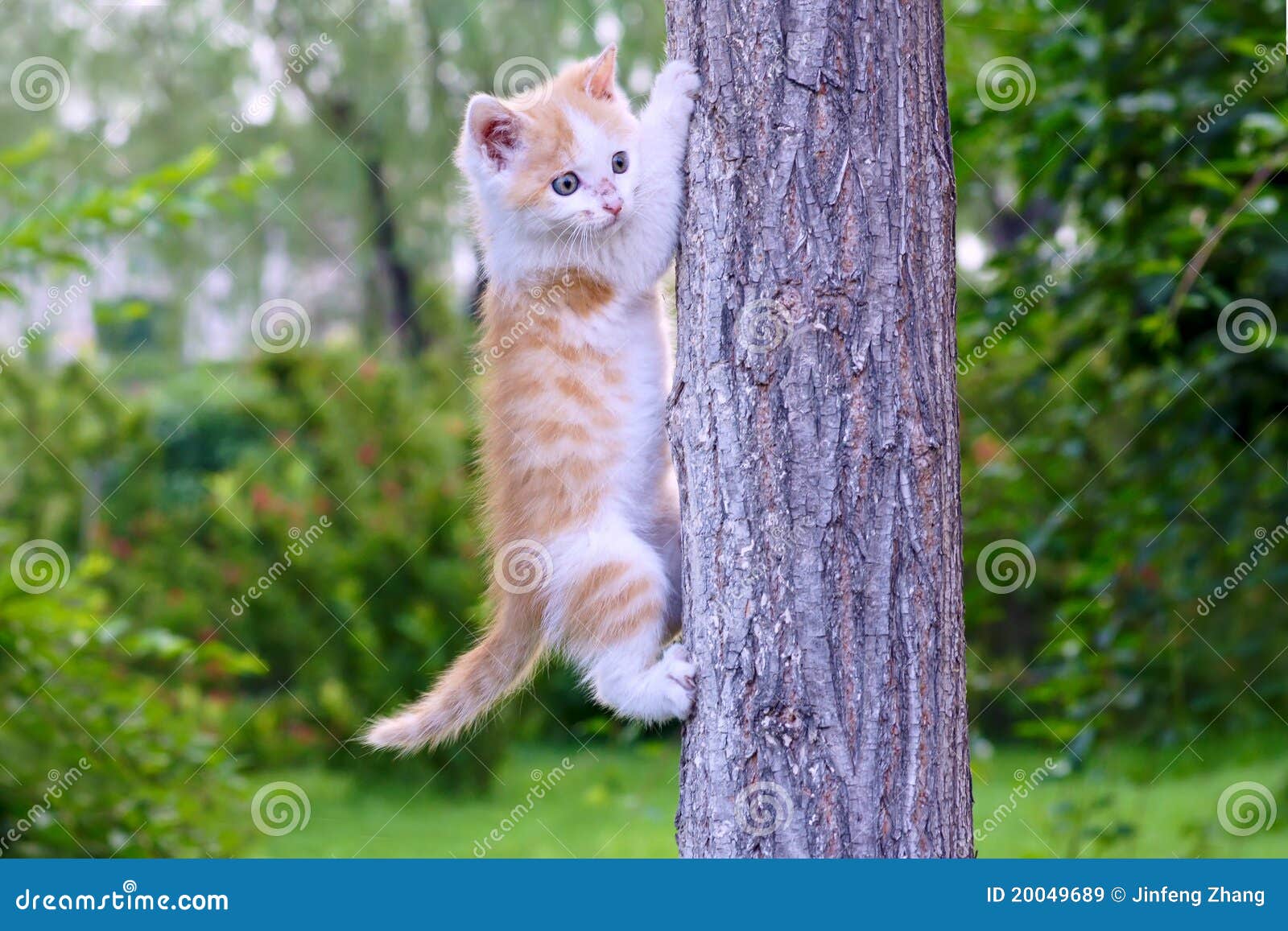 Kitten stock image. Image of pets, tree, bole, climbing - 20049689