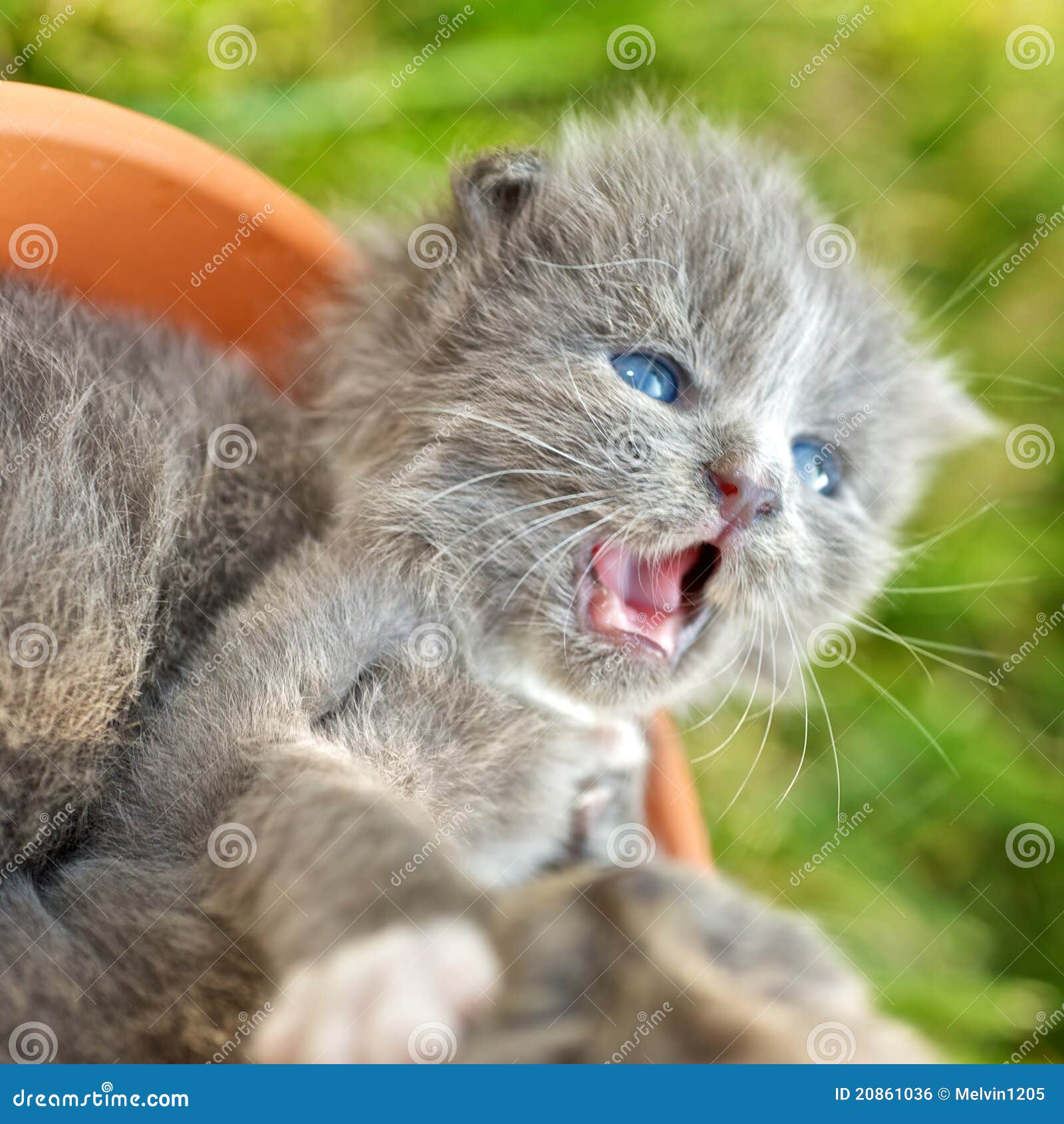 Kitten stock photo. Image of hungry, screaming, kitten - 20861036