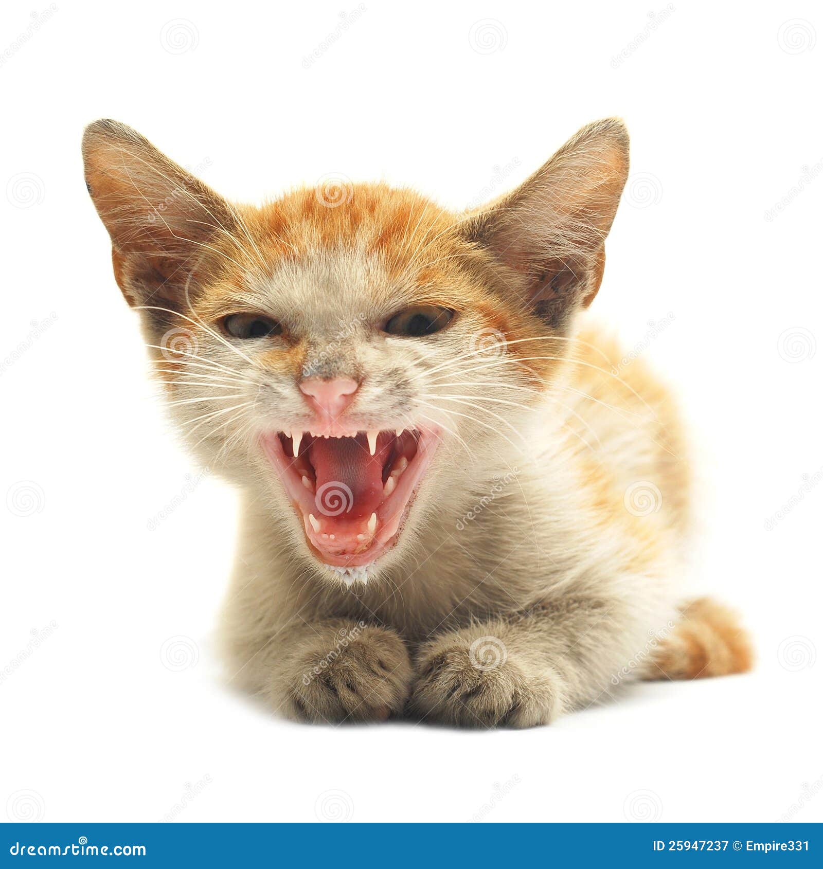 Kitten stock image. Image of upset, rage, dirty, adorable - 25947237