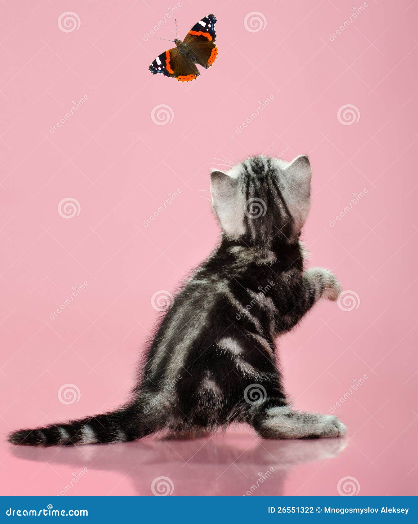 Young Cat Catching Butterfly Royalty-Free Stock Image | CartoonDealer ...