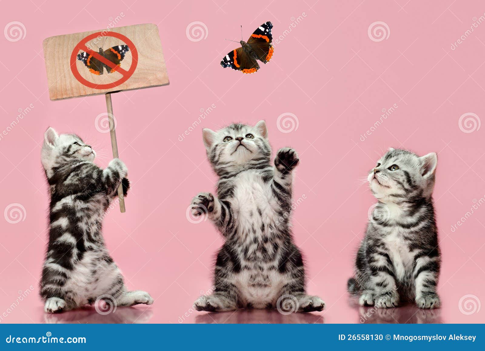 Young Cat Catching Butterfly Royalty-Free Stock Image | CartoonDealer ...