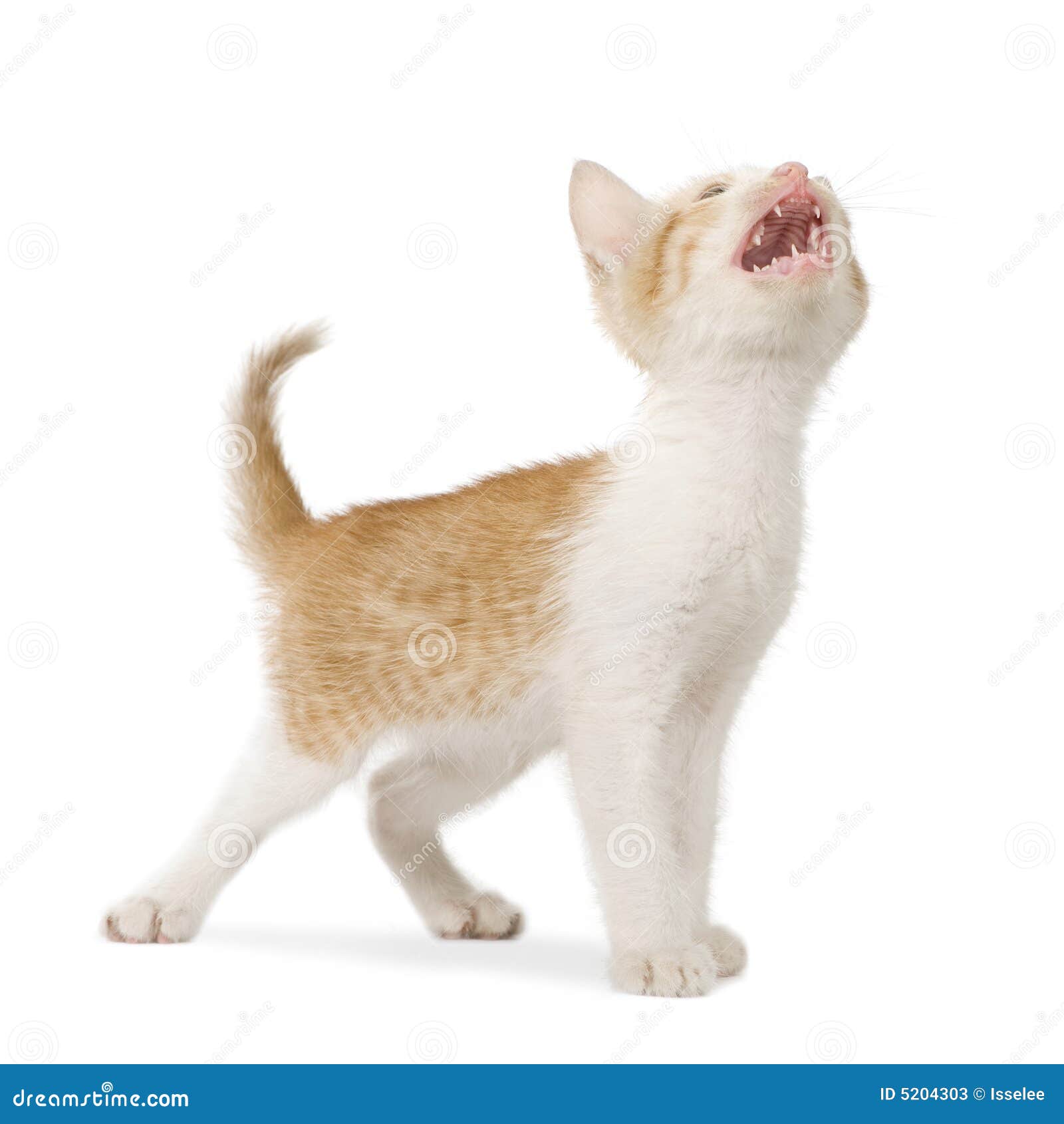 Kitten stock image. Image of snarling, canine, open, studio - 5204303