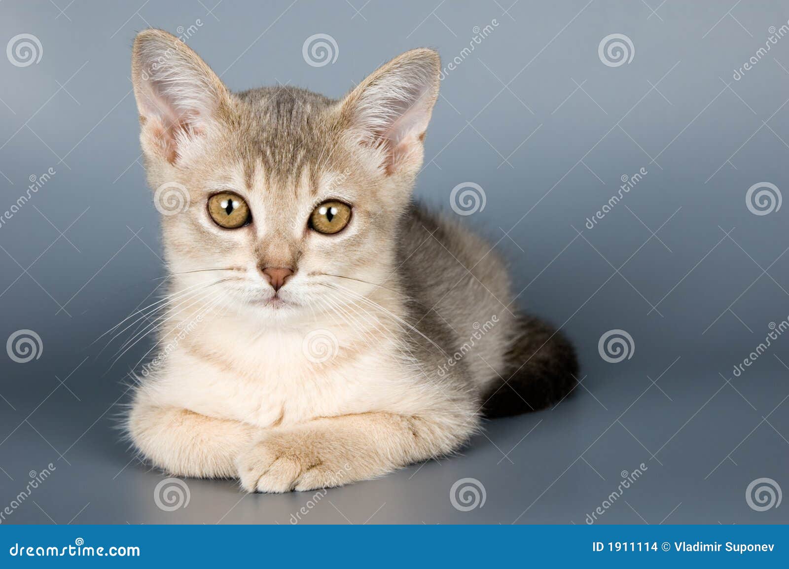 Kitten of Abyssinian breed stock photo. Image of kitten - 1911114