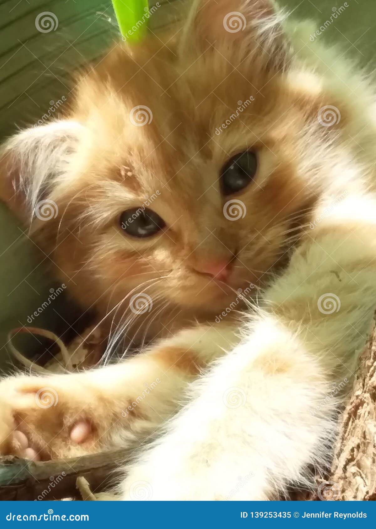Kitten stock image. Image of paws, kitten, cute, resting - 139253435