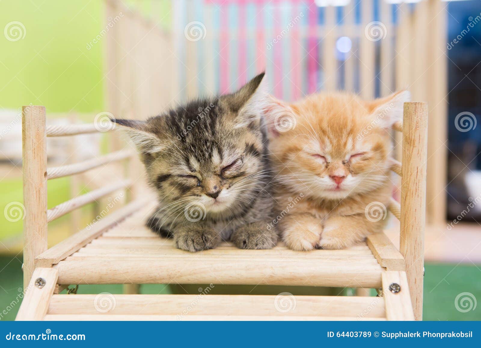 Kitten alone stock image. Image of husky, isolated, mammal - 64403789