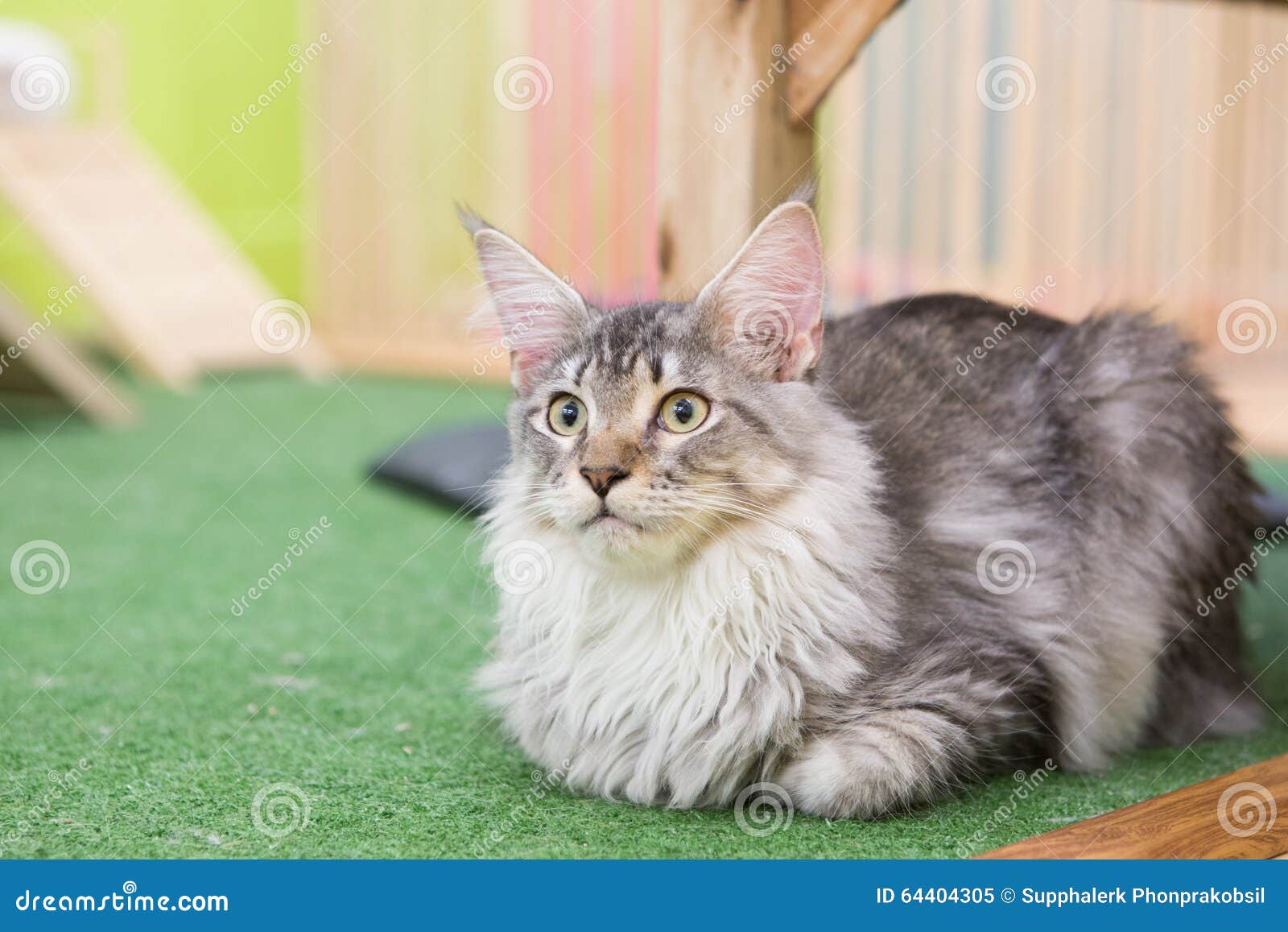 Kitten alone stock image. Image of face, little, adorable - 64404305