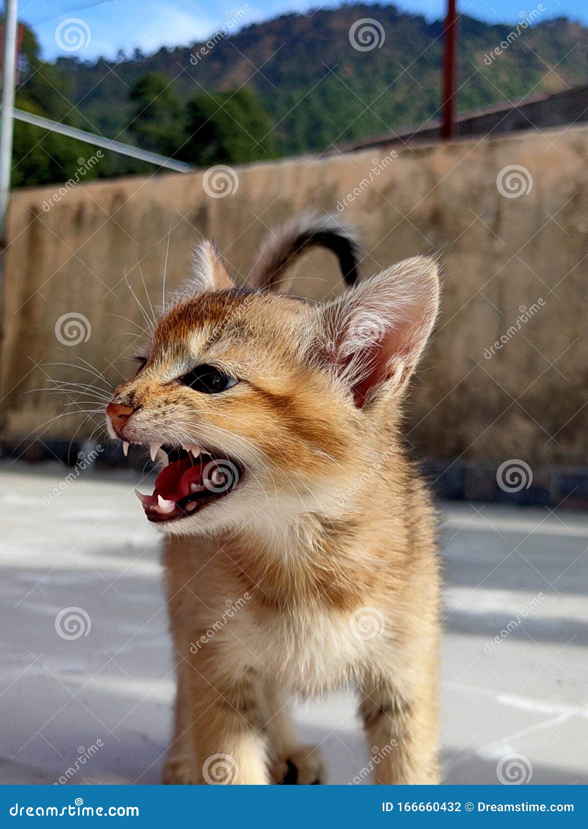 A Kitten with Angry Face with Small Teeths Stock Photo - Image of ...