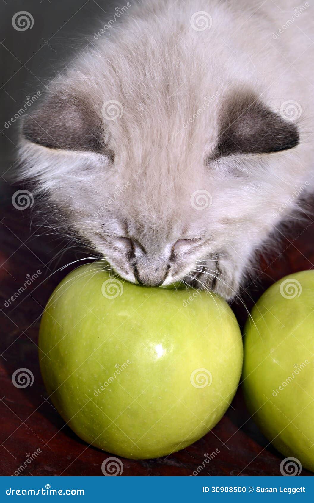 Kitten and an Apple stock photo. Image of looking, kitty - 30908500