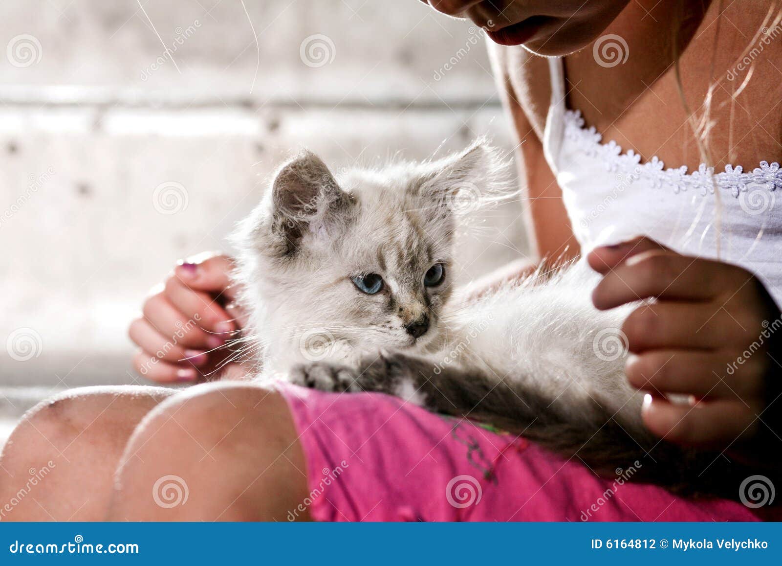 Kitten in arms stock photo. Image of playful, white, human - 6164812