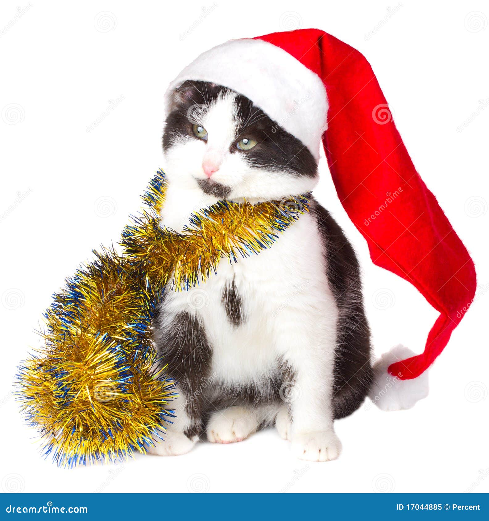 Kitten as Santa Claus stock image. Image of garland, feline - 17044885