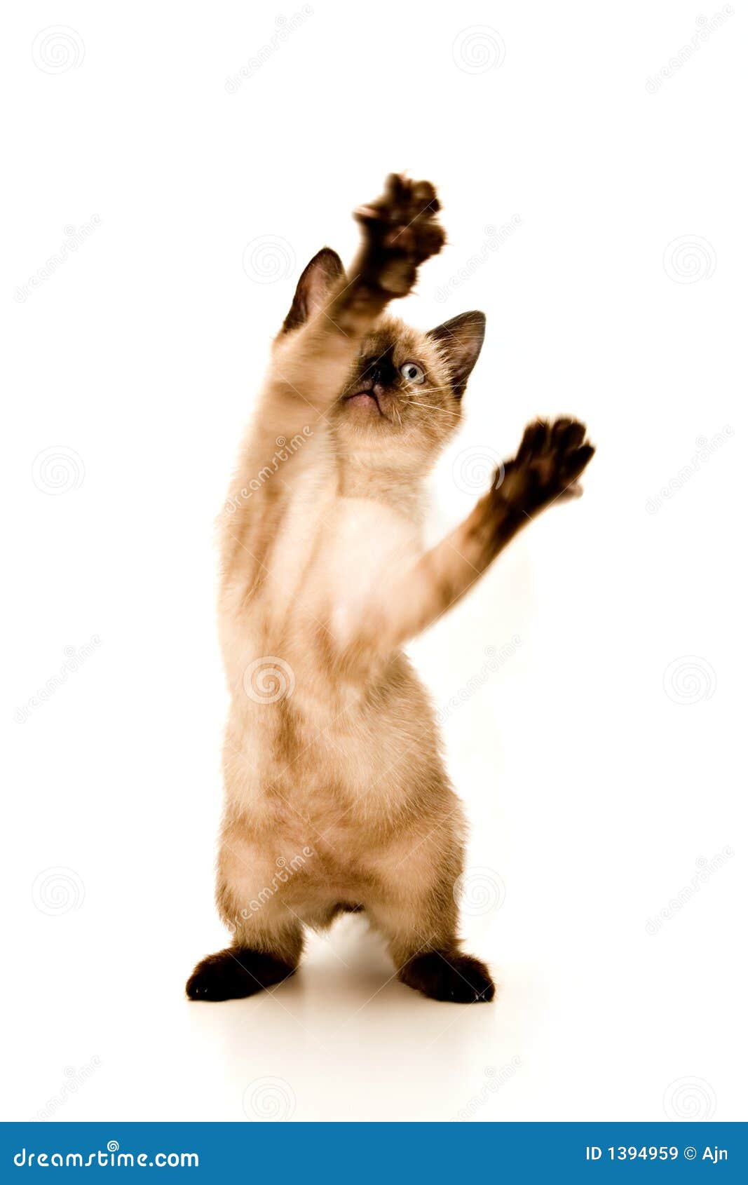 Kitten Attack stock image. Image of face, young, curious - 1394959