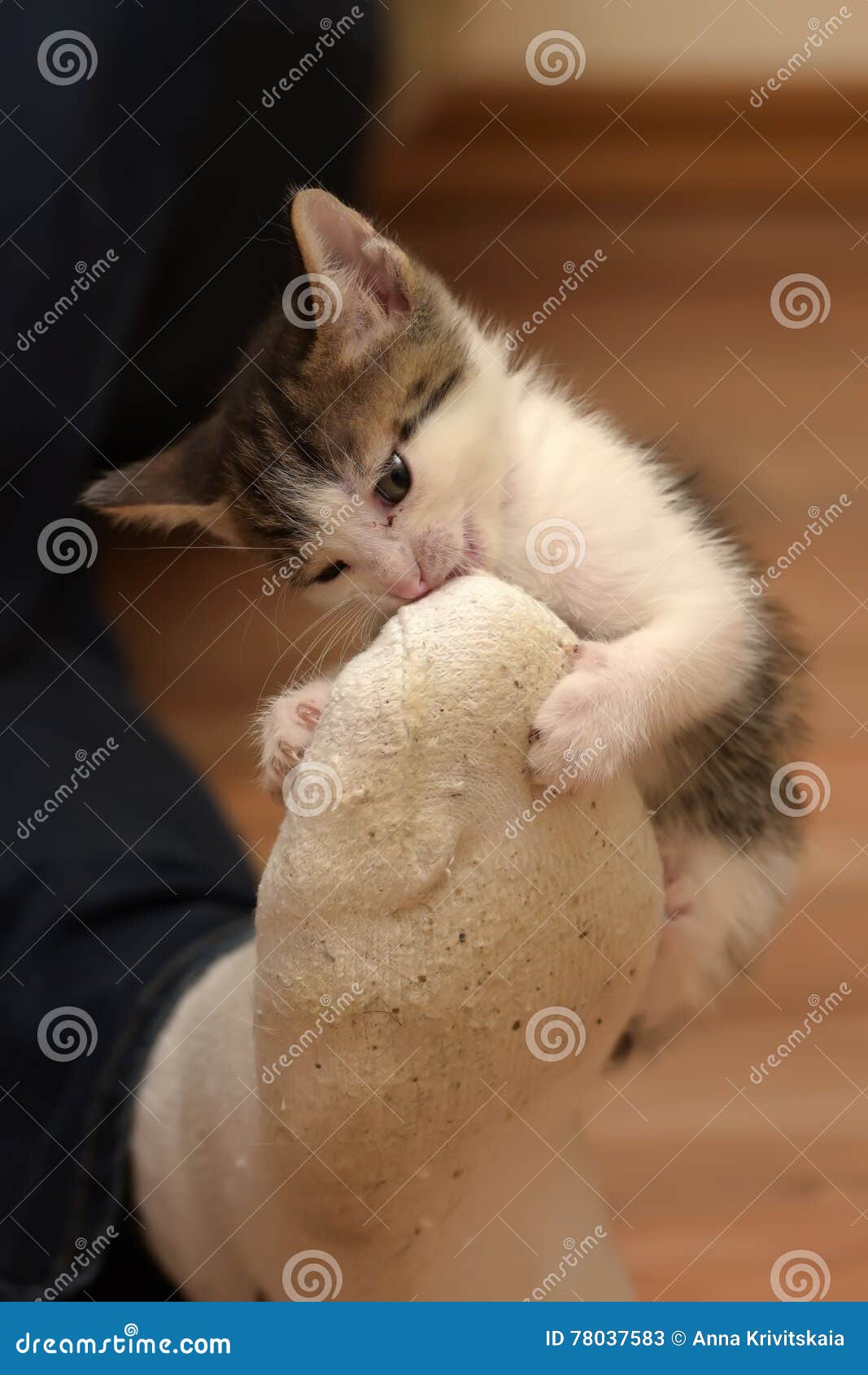 Kitten Attacked the Human Leg Stock Image - Image of bite, grey: 78037583