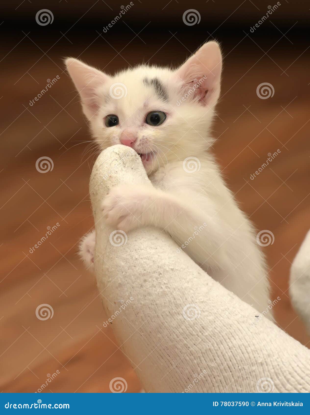Kitten Attacked the Human Leg Stock Photo - Image of attack, little ...