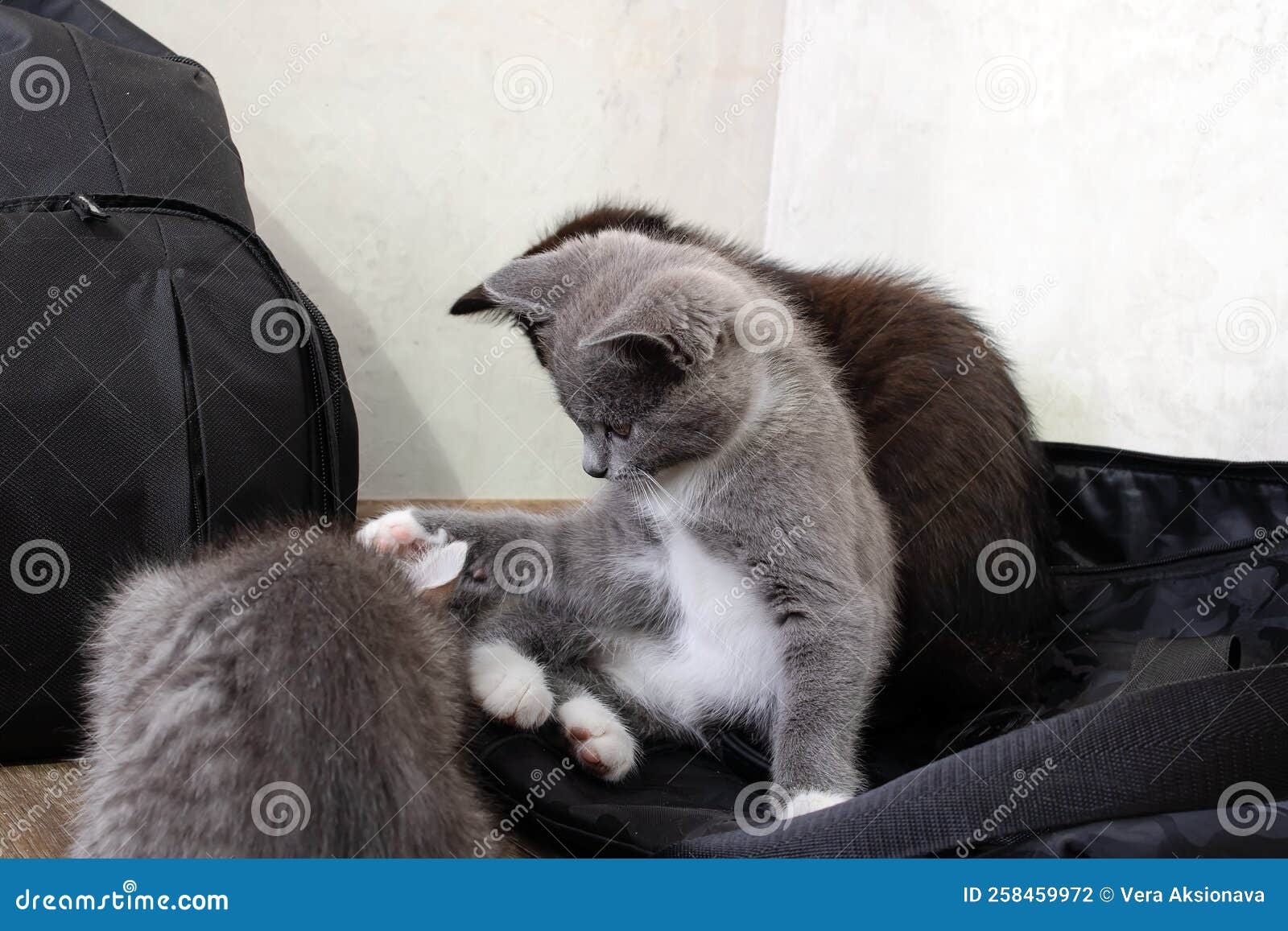 Kitten Attacks Another Kitten in the Room Stock Photo - Image of face ...