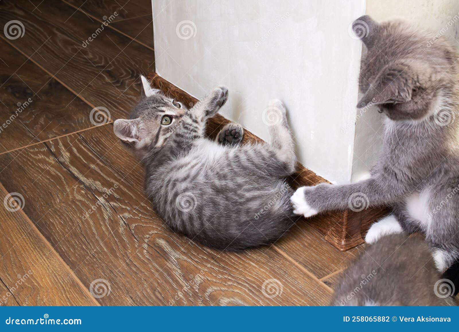 Kitten Attacks Another Kitten in the Room Stock Photo - Image of grey ...