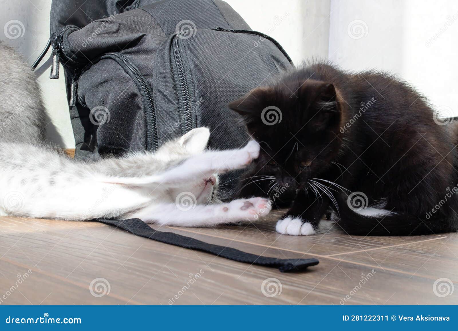 Kitten Attacks Another Kitten in the Room Stock Image - Image of ...