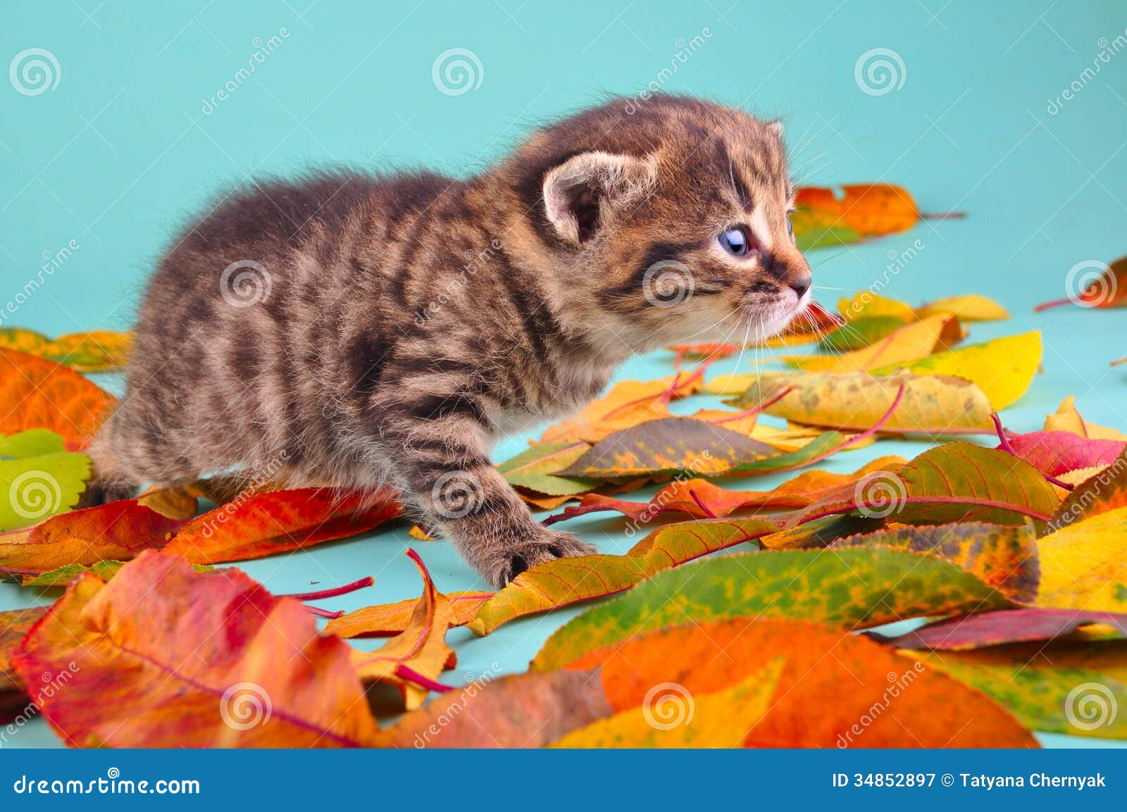 Kitten in autumn leaves stock image. Image of looking - 34852897